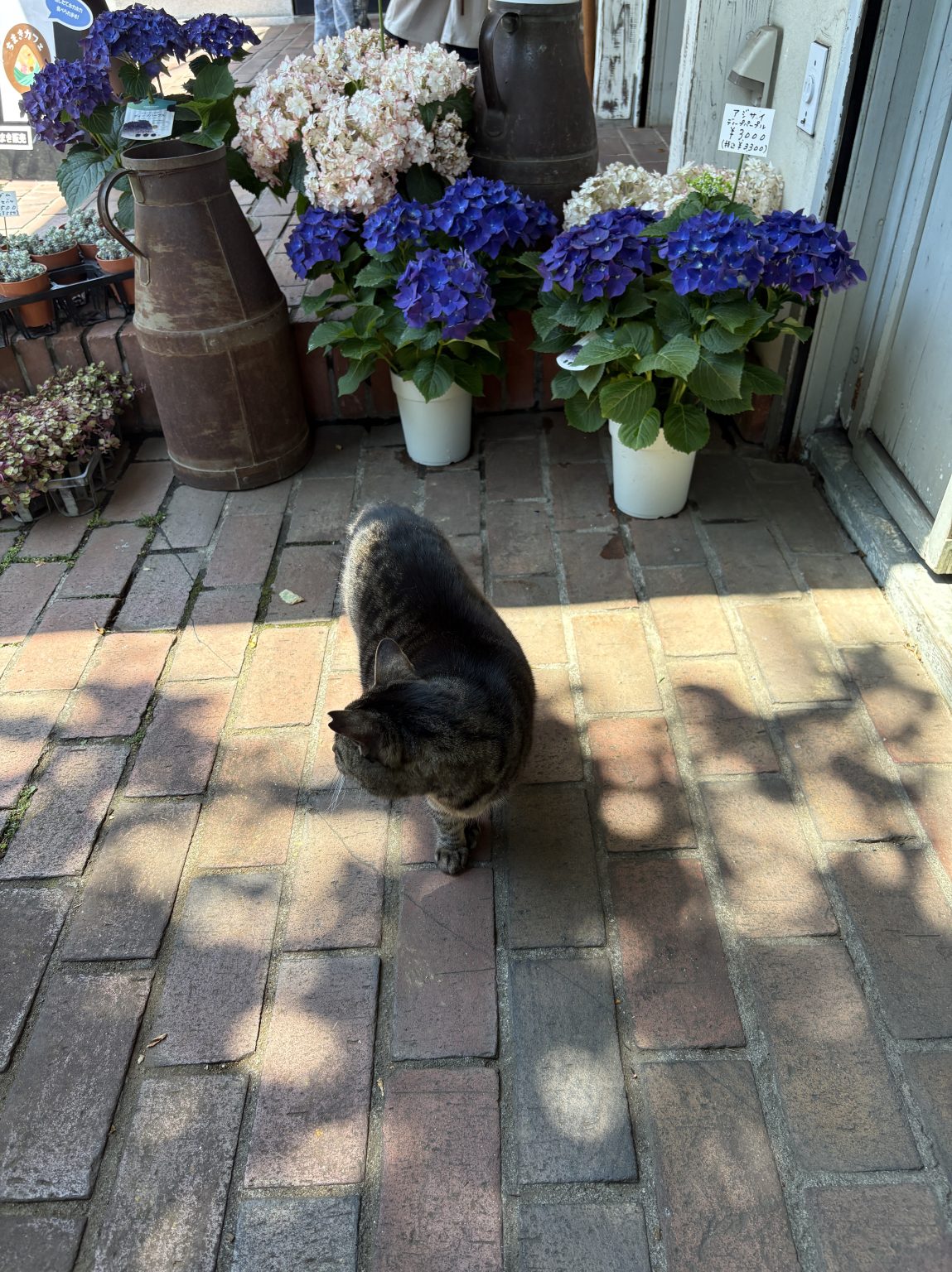 お花屋さんの看板猫🐈‍⬛ - Handymanリフォームブログ
